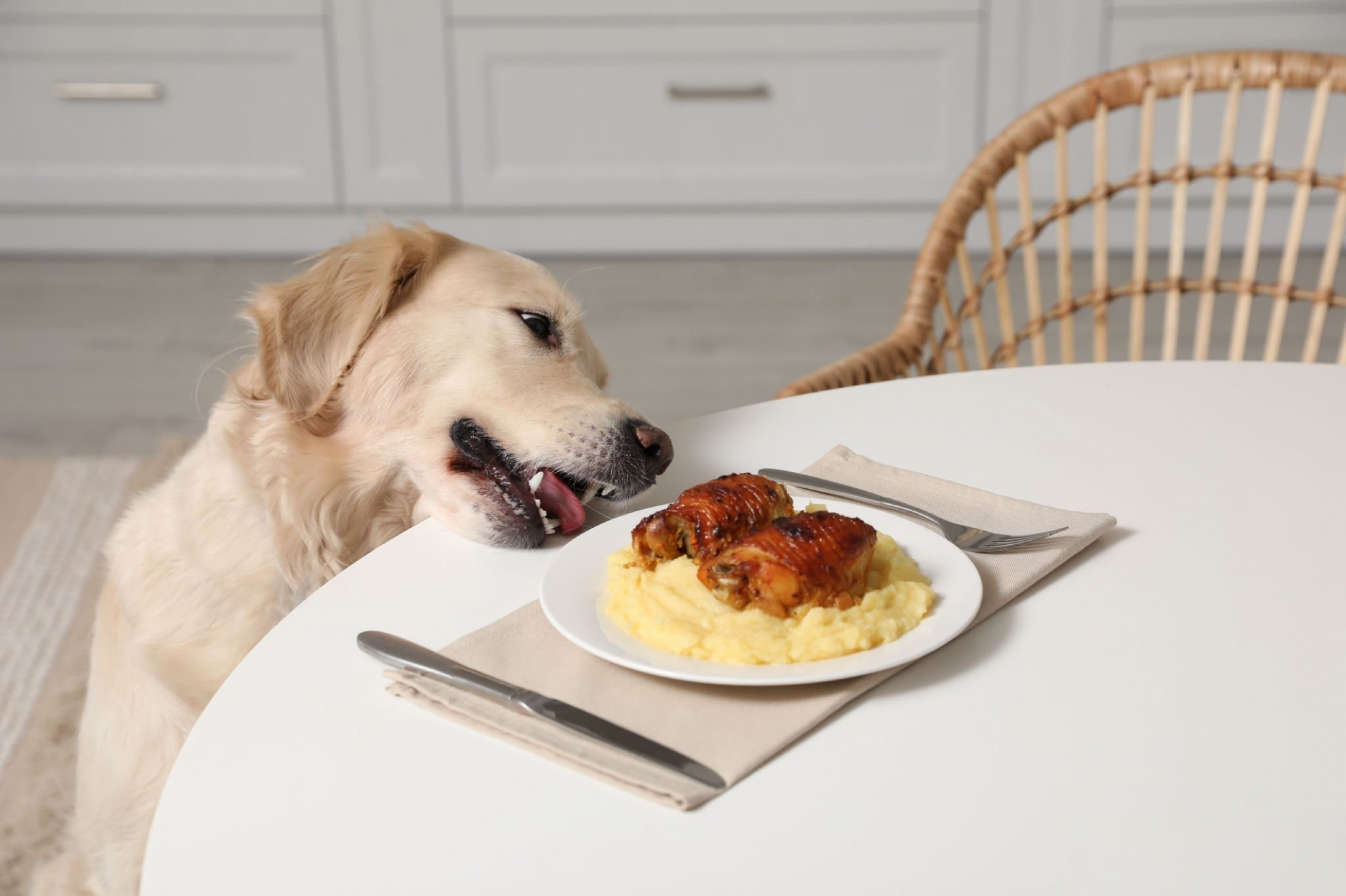 What sauce can I add to dog food? – Pawup