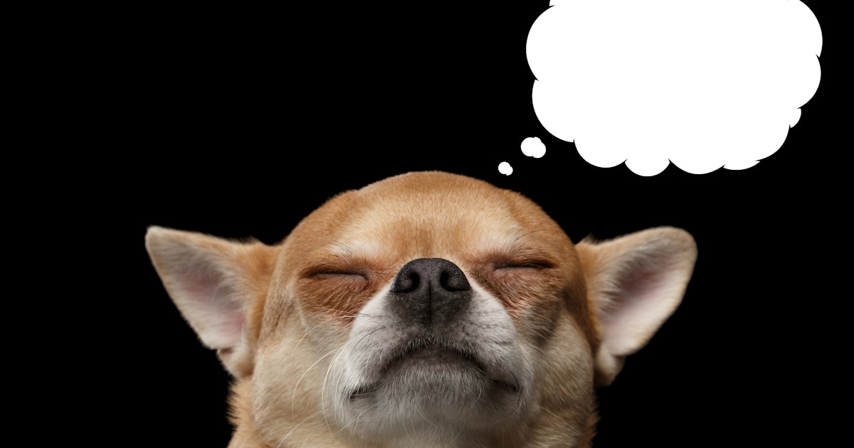 What is My Dog Thinking about Every Day? – Pawup