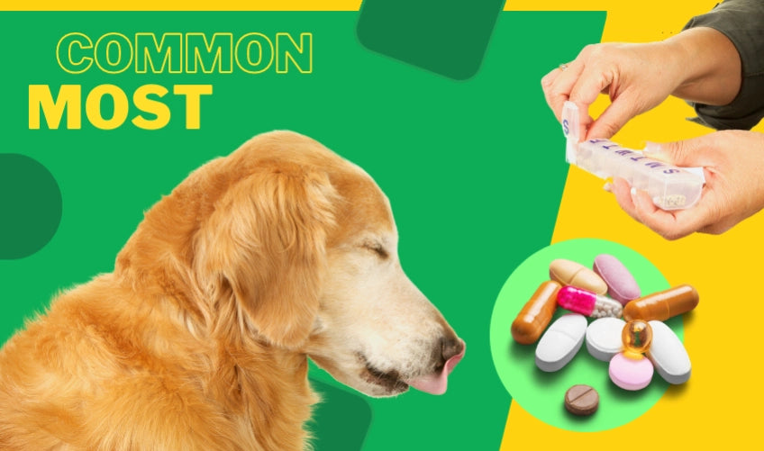 Home Medication Essentials for Dog Owners – Pawup Pet Treat