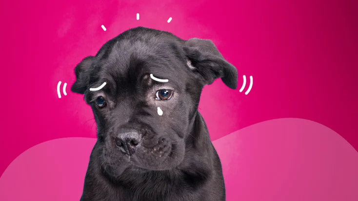 Discover 5 Signs of Depression in Dogs – Pawup Pet Treat